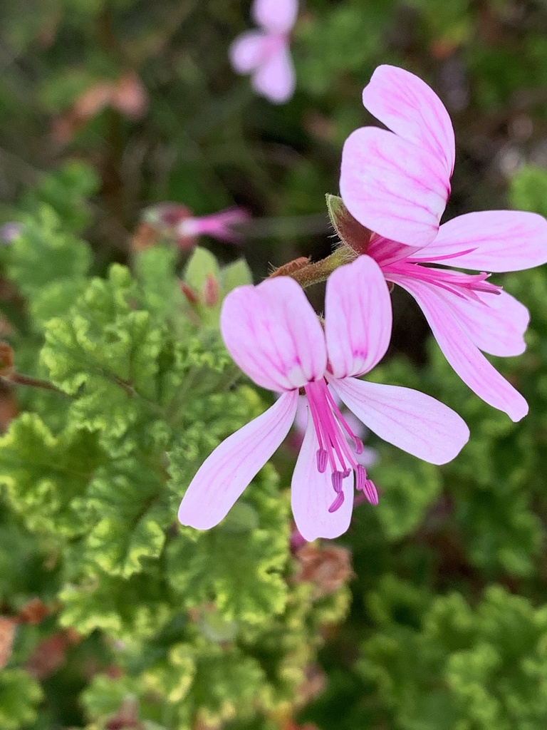 oak-leaved geranium from Cedar Falls, Dr. Beyers Naude, EC, ZA on ...