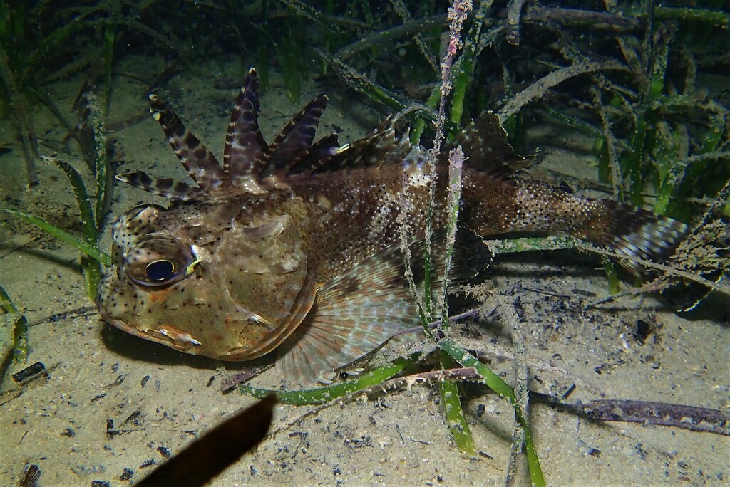 Bighead Gurnard Perch from SLSC Coogee Beach WA 6166, Australia on ...