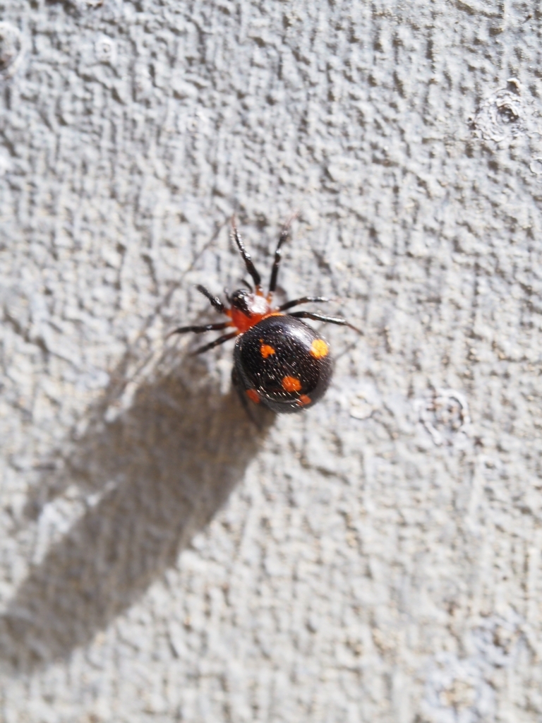 Cobweb Spiders from Selby VIC 3159, Australia on September 30, 2022 at ...