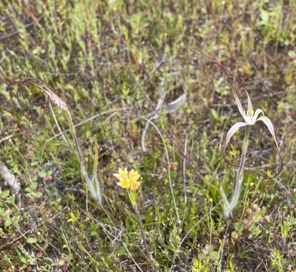 Caladenia fluvialis from Mundaring State Forest, Flint, WA, AU on ...