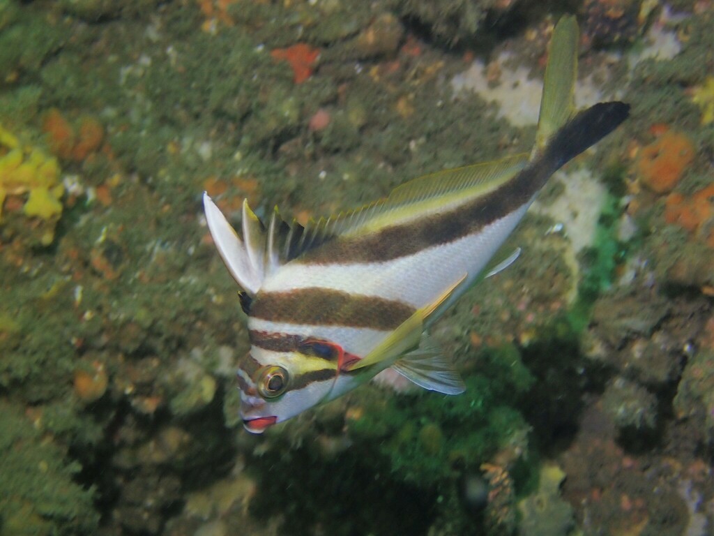 Eastern Morwong from Sydney NSW, Australia on September 26, 2022 at 08: ...