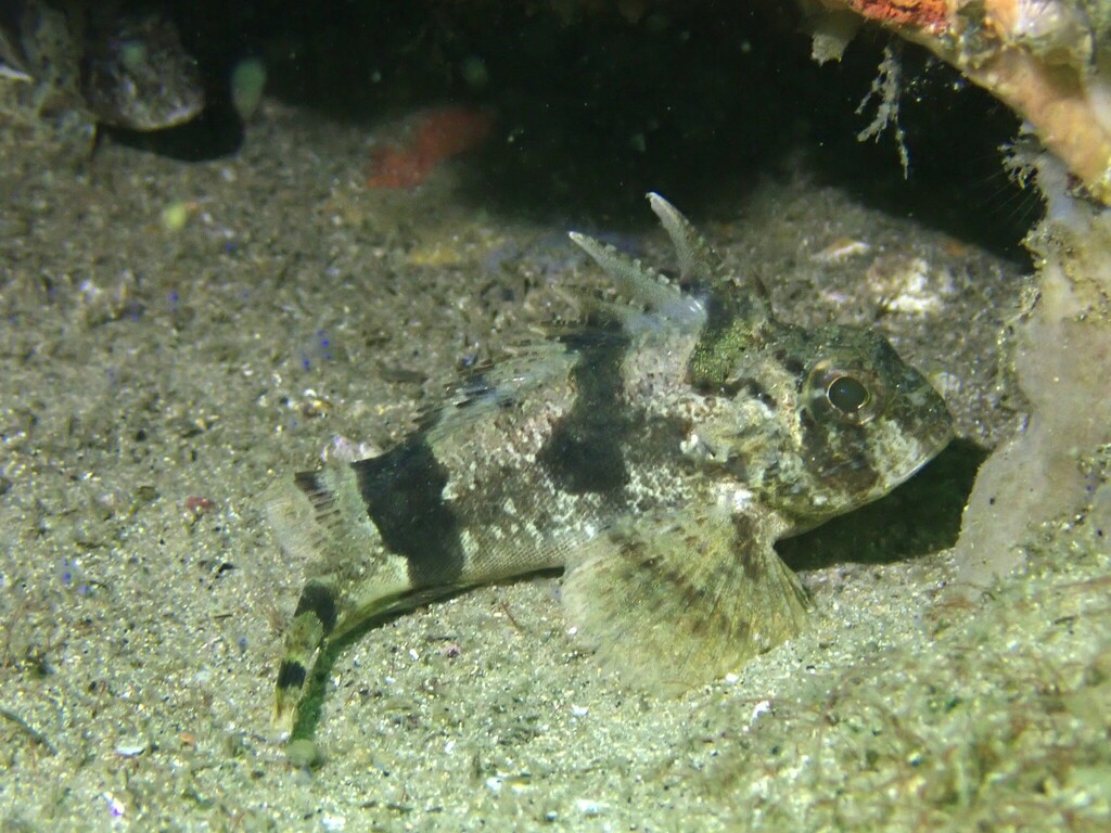 Eastern Fortescue from Sydney NSW, Australia on September 26, 2022 at ...