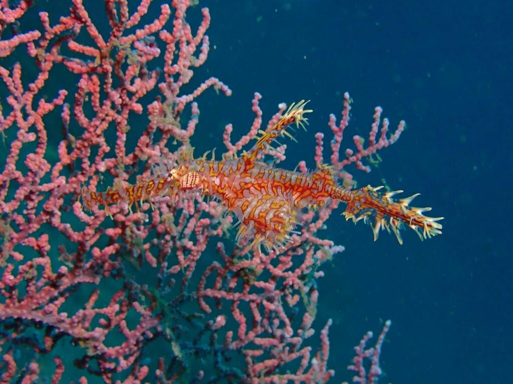 Ghost Pipefishes (Solenostomidae) - Marine Life Identification