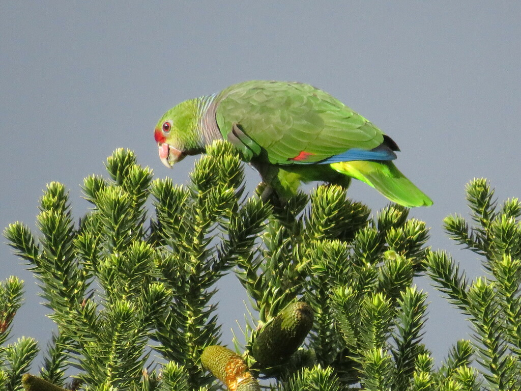 Vinaceous-breasted Parrot in October 2022 by roberto_richard ...