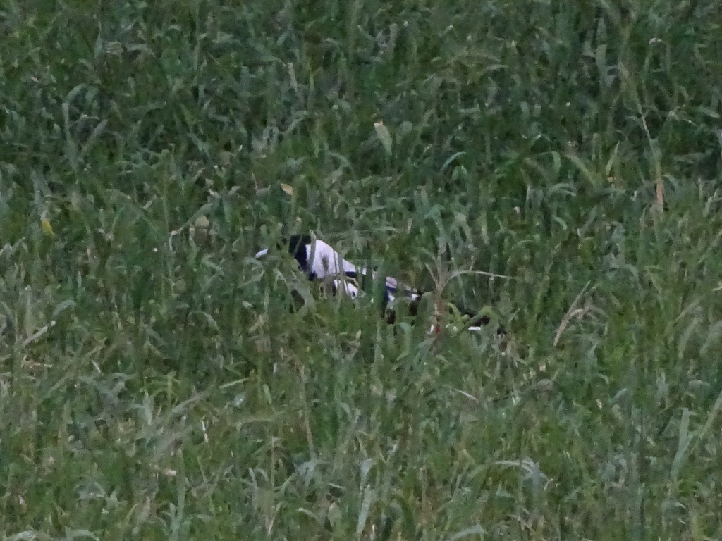 Australian Magpie from Brookway Dr, Campbelltown, SA, AU on September ...