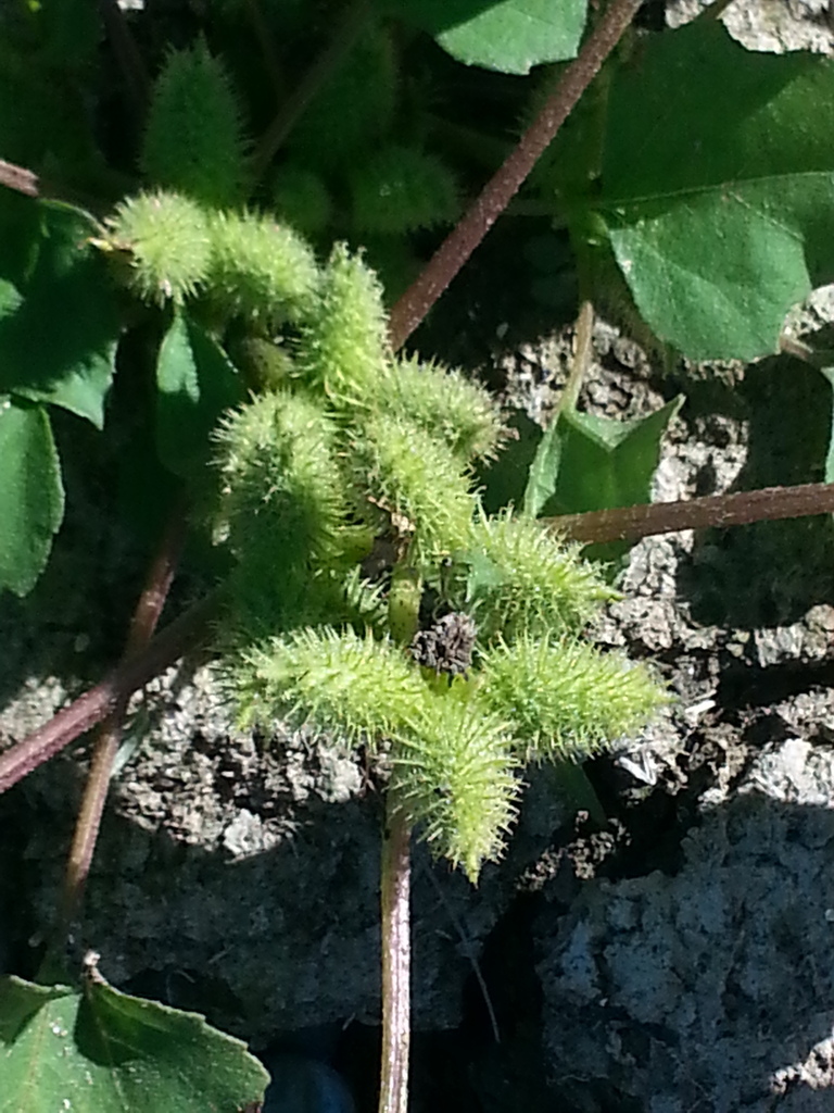 cockleburs in September 2022 by slw2020. Growing in sandy beach habitat ...