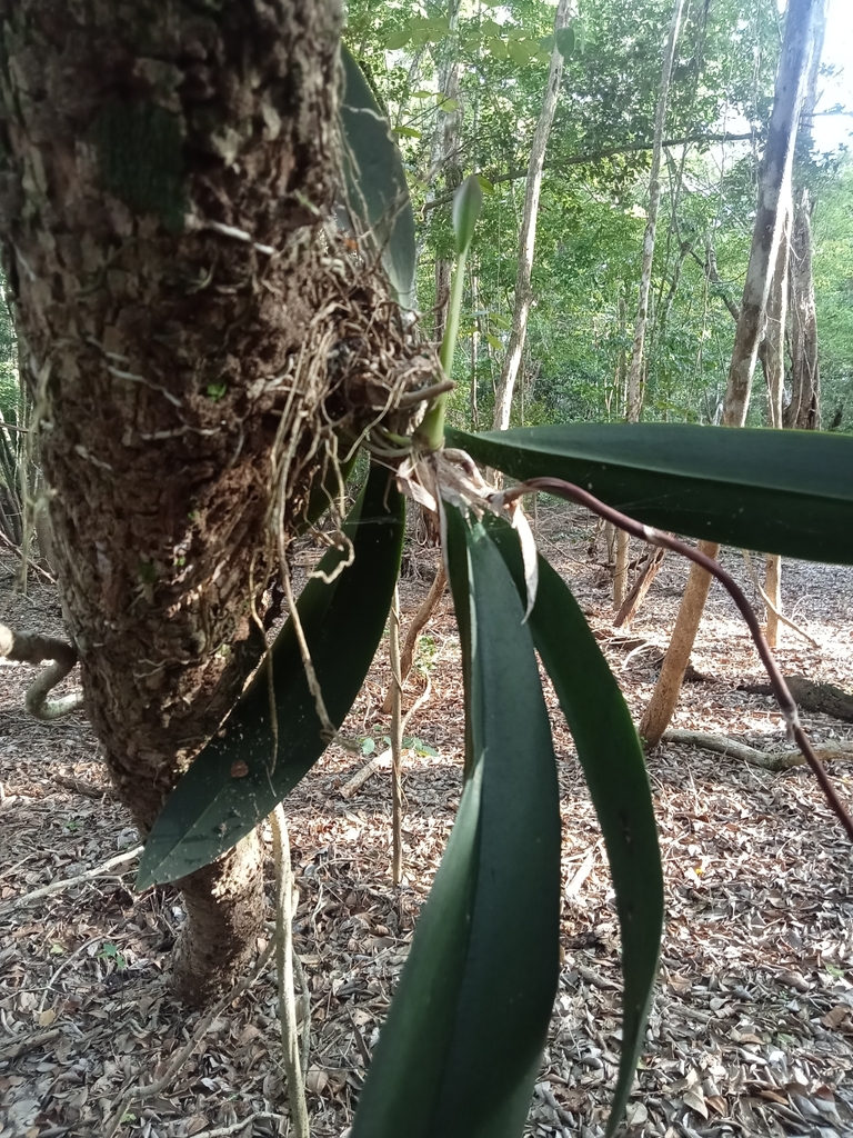 Trichocentrum pachyphyllum from Calakmul, Camp., México on September 30 ...