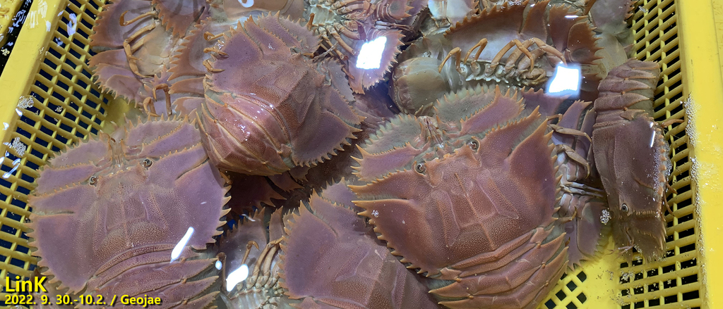 Japanese Fan Lobster from Tongyeong, Gyeongsangnam-do, South Korea on ...