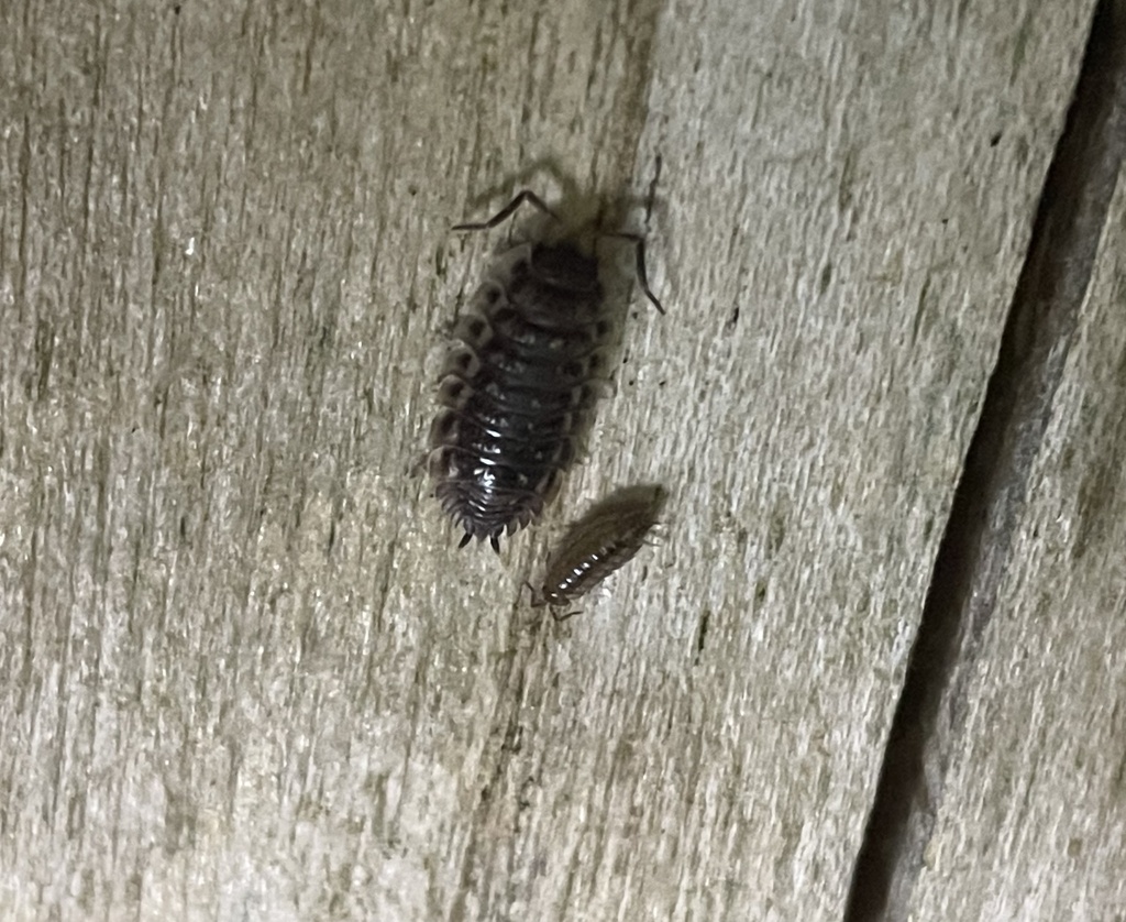 Common Shiny Woodlouse from Stationsstraat, Zoutkamp, Groningen, NL on ...