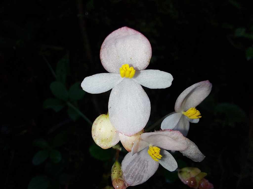 Begonia josephi from Thimphu, Bhutan on October 2, 2022 at 12:22 PM by ...