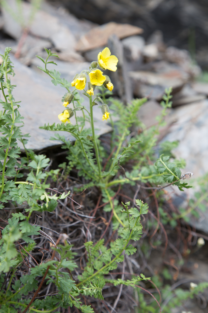 Biebersteinia Family (Biebersteiniaceae) - Botanical Realm