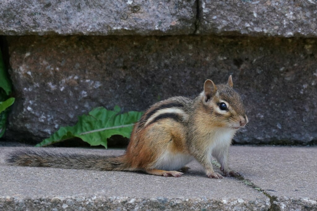 Eastern Chipmunk from Comté de Gloucester, NB, Canada on July 28, 2022 ...
