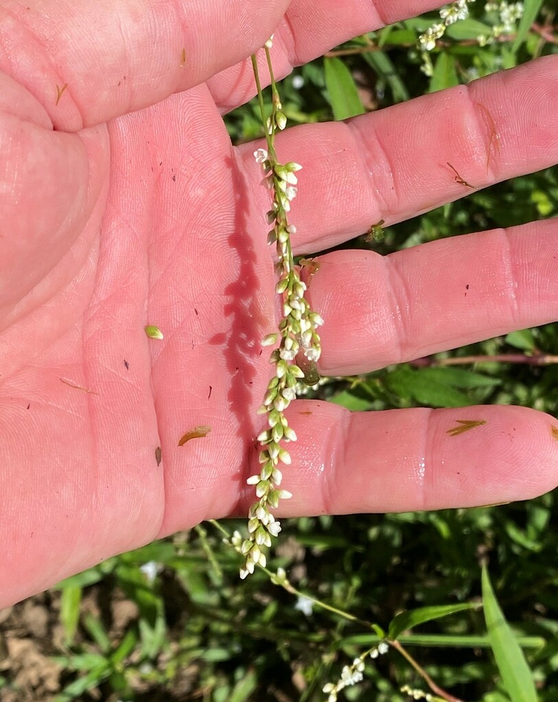 swamp smartweed from Wildwood Park, Florence, Lauderdale Co., AL, USA ...