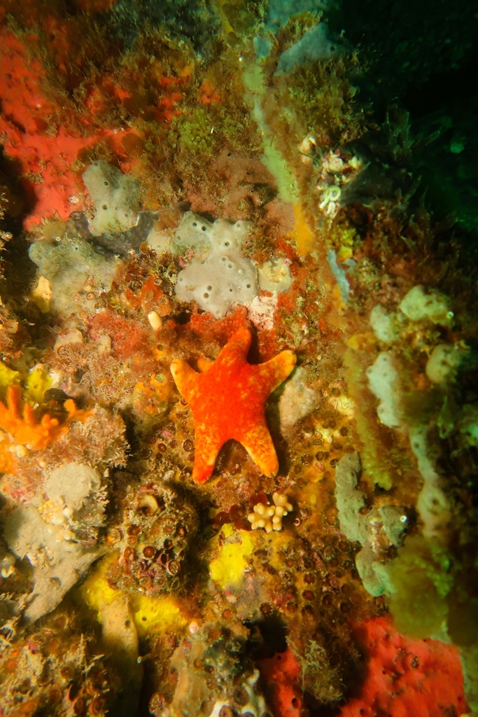 Velvet Sea Star from Old Rapid Bay Jetty on October 01, 2022 at 12:18 ...