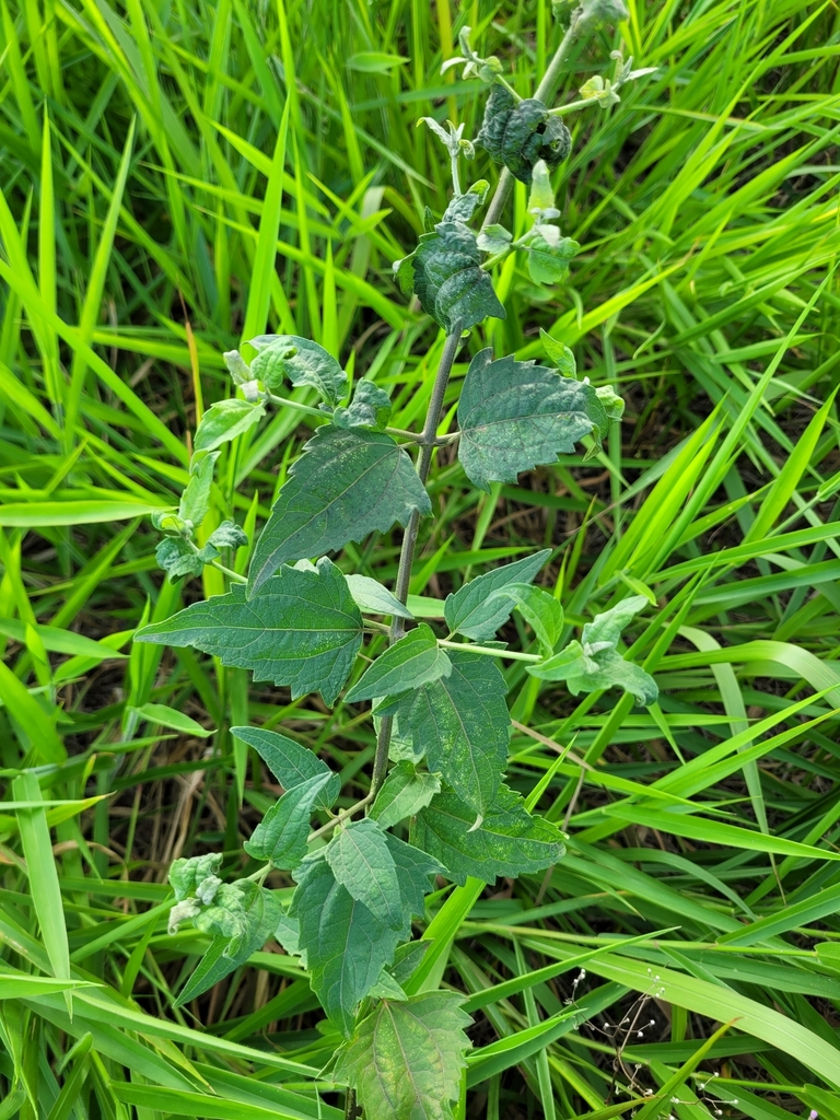 Siam weed from São Rafael, Linhares - ES, Brasil on October 01, 2022 at ...
