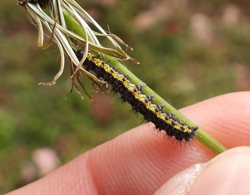 Haploa from Pickett County, TN, USA on October 01, 2022 at 02:06 PM by ...