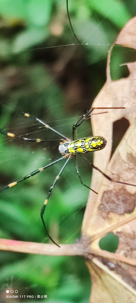Joro Spider from 台灣屏東縣 on October 2, 2022 at 01:56 PM by 梁士明 · iNaturalist