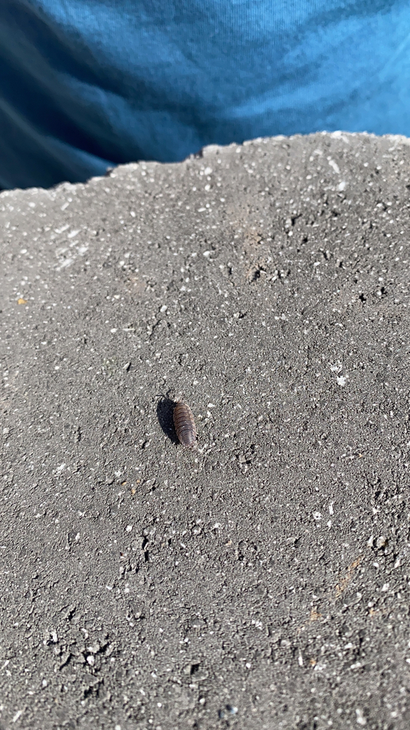 Common Rough Woodlouse from Ellesmere Port on October 02, 2022 at 02:13 ...