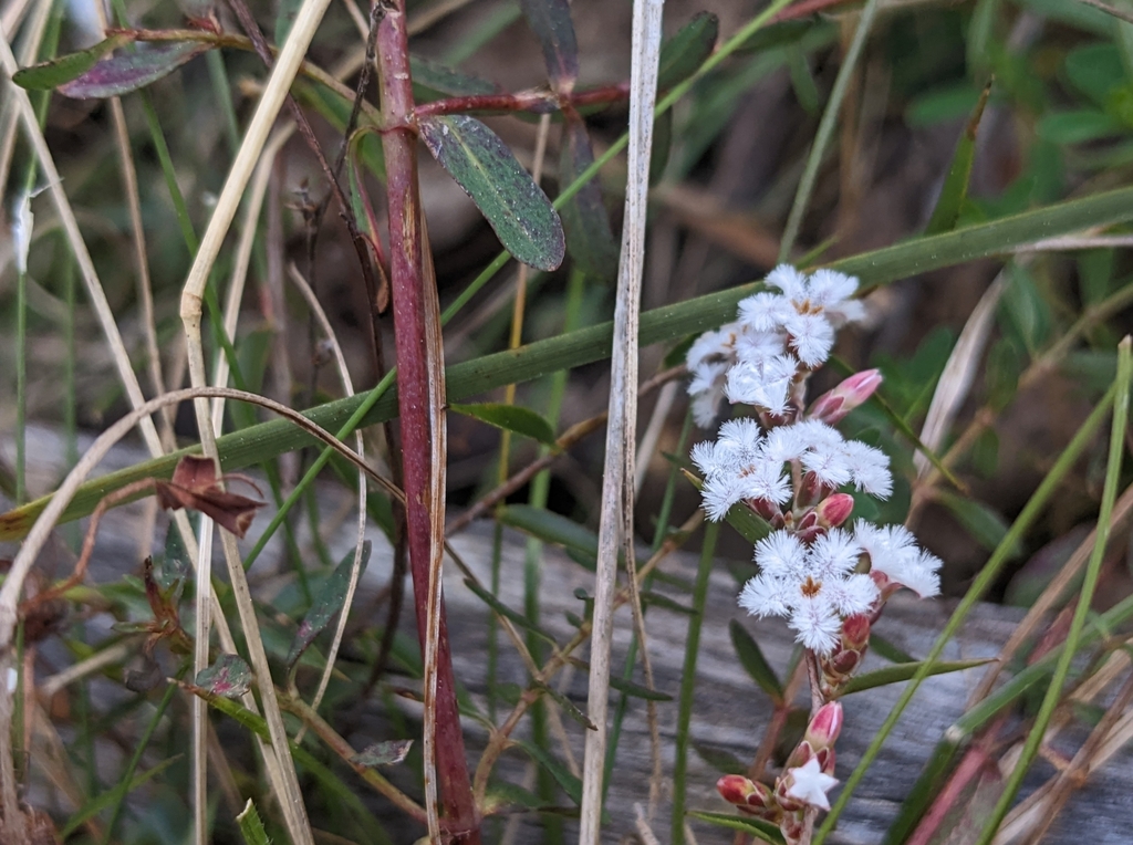 common beard-heath from Portland NSW 2847, Australia on October 2, 2022 ...