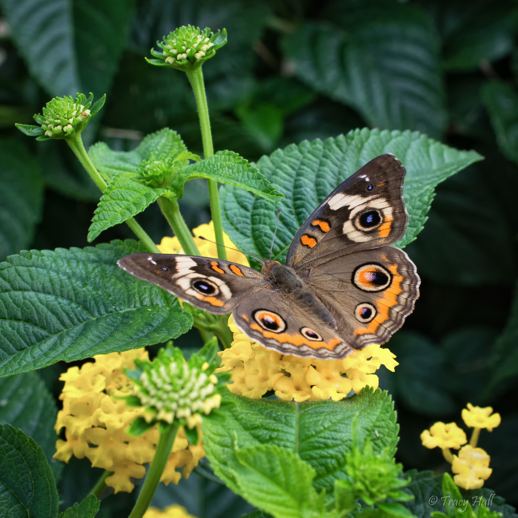 Common Buckeye from Marietta, Georgia, United States on September 3 ...