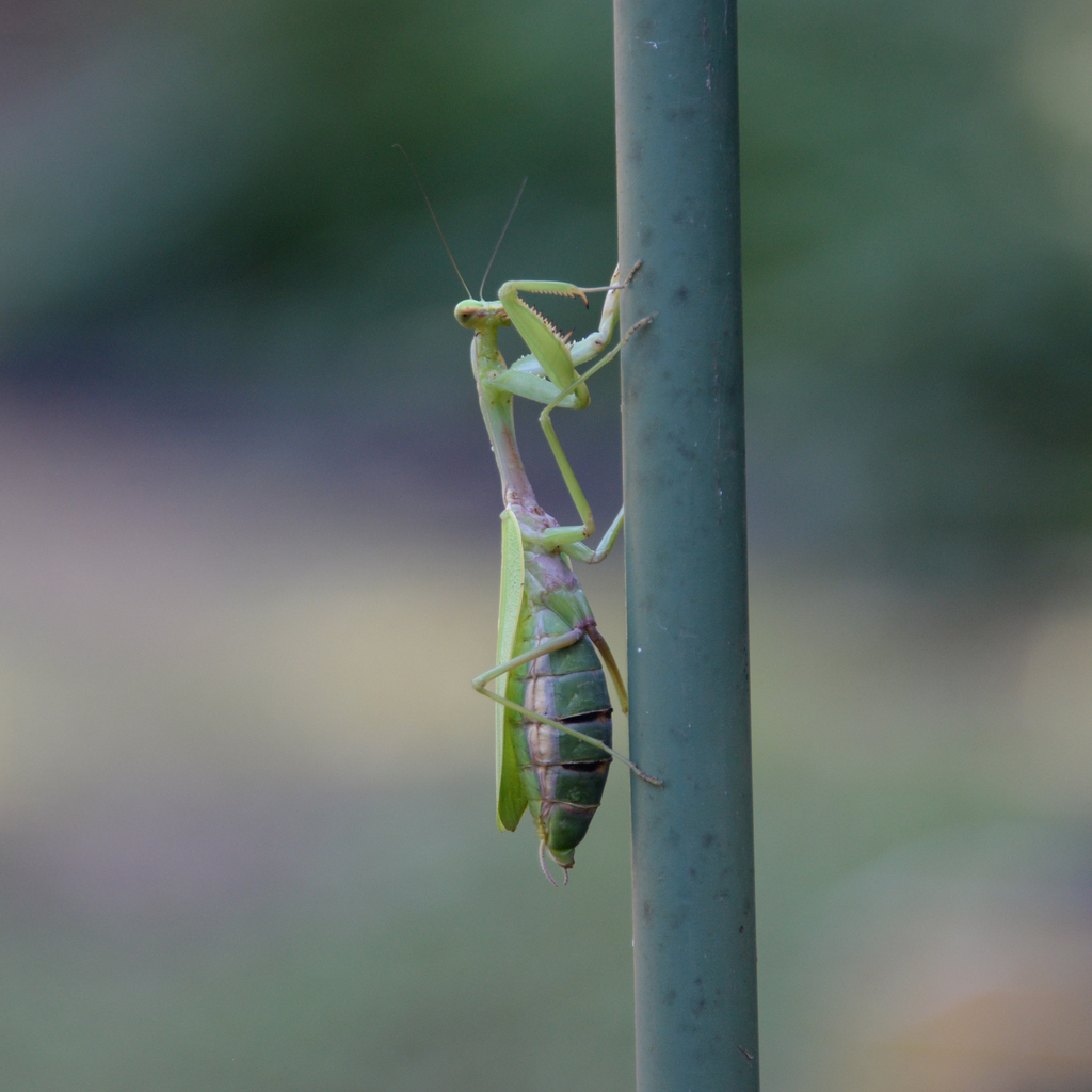 Hierodula chinensis in September 2022 by Alan Broderick · iNaturalist