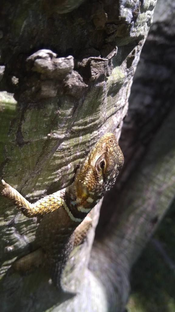 Blue Spiny Lizard from Los Cristales, Monterrey, N.L., México on August ...