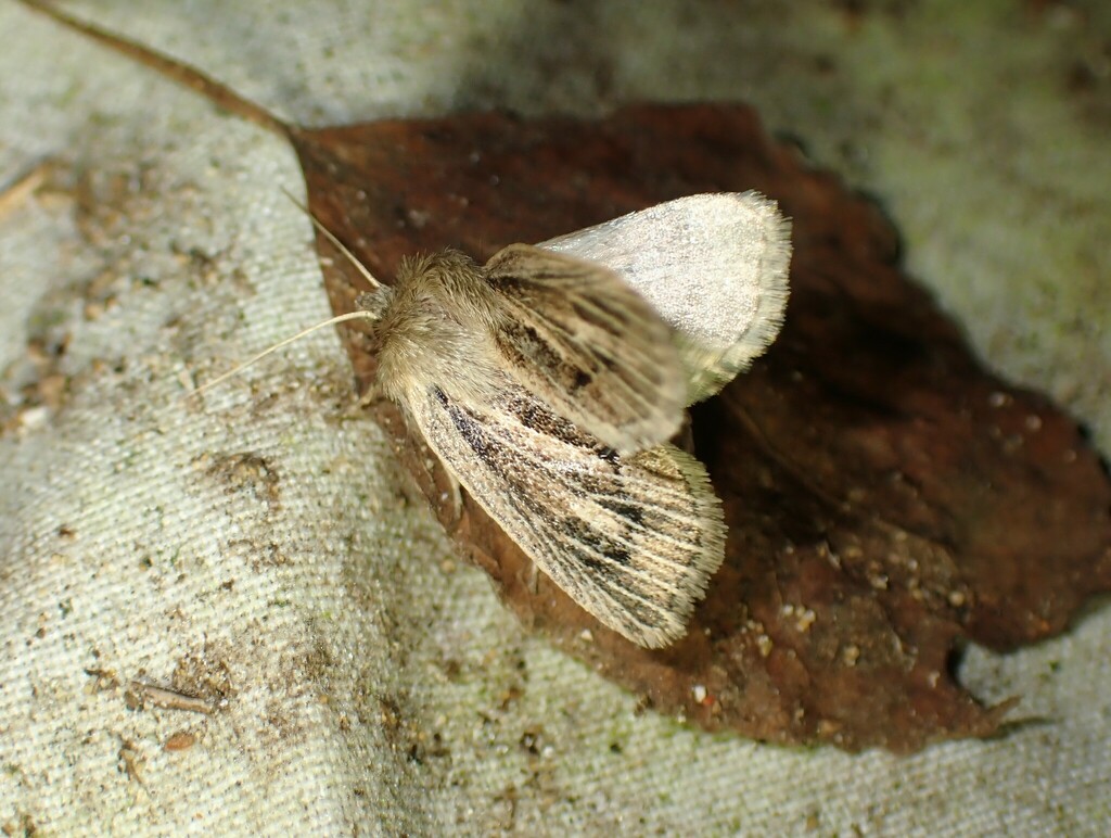 Tufted Sedge Moth from 6400 Route d'Aiguebelle (A), Rouyn-Noranda, QC ...