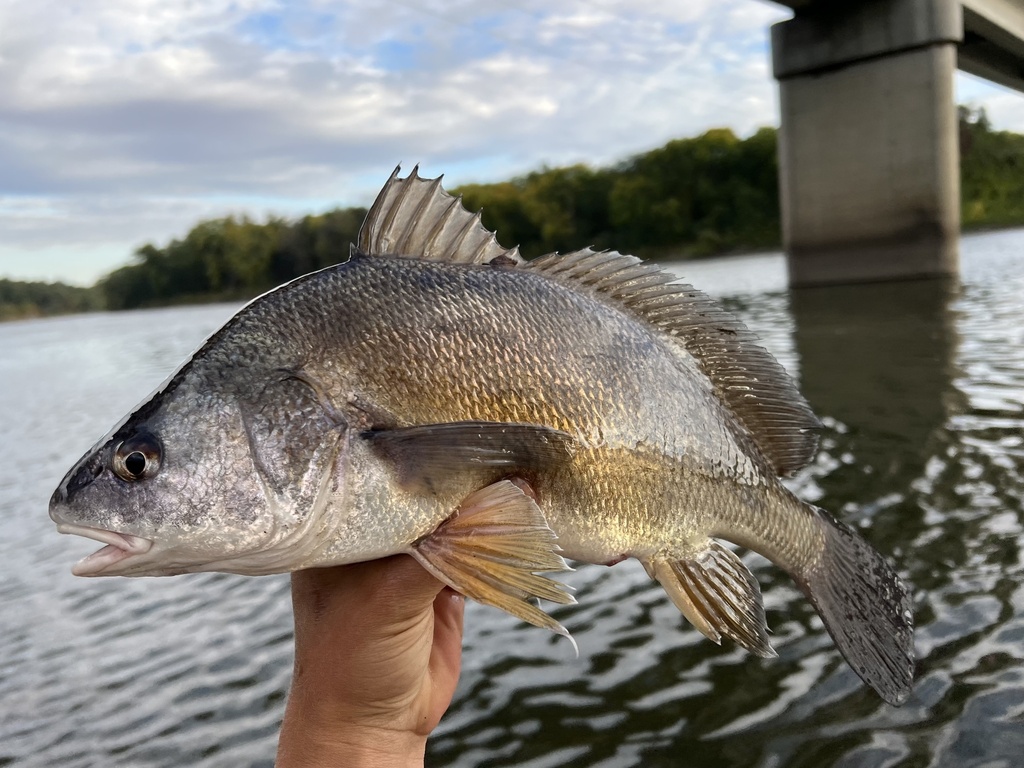 Freshwater Drum (Aplodinotus grunniens) - Marine Life Identification
