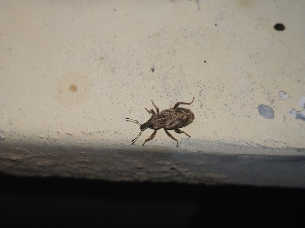 Vegetable Weevil in October 2022 by zrzs-07 · iNaturalist