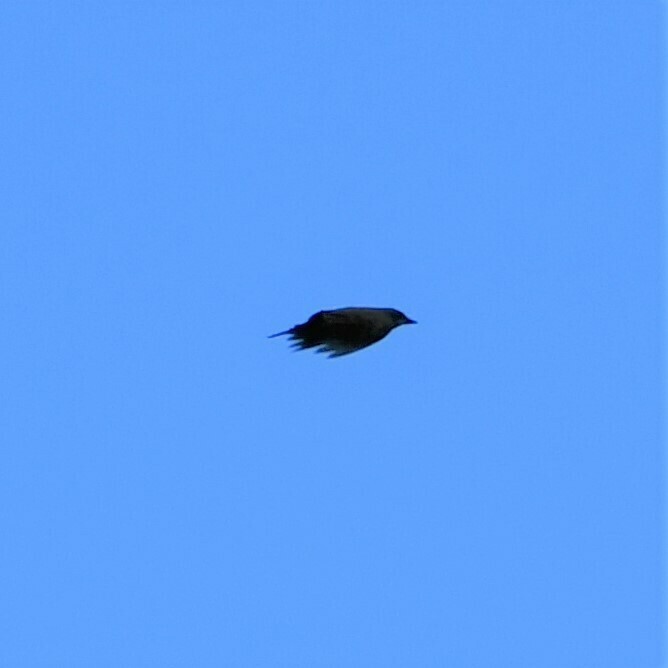 Cassin's Kingbird from Jeff Davis County, TX, USA on September 22, 2022 ...