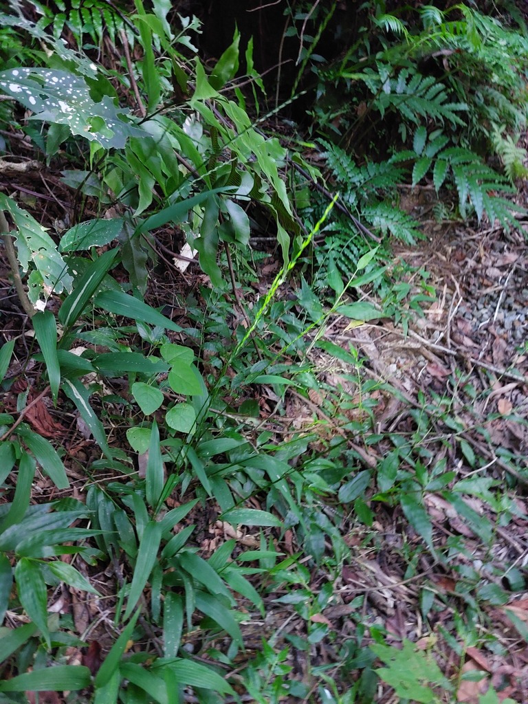 Vasey Grass from 台灣台北 on September 30, 2022 at 05:19 PM by 胡正恆(Jackson ...