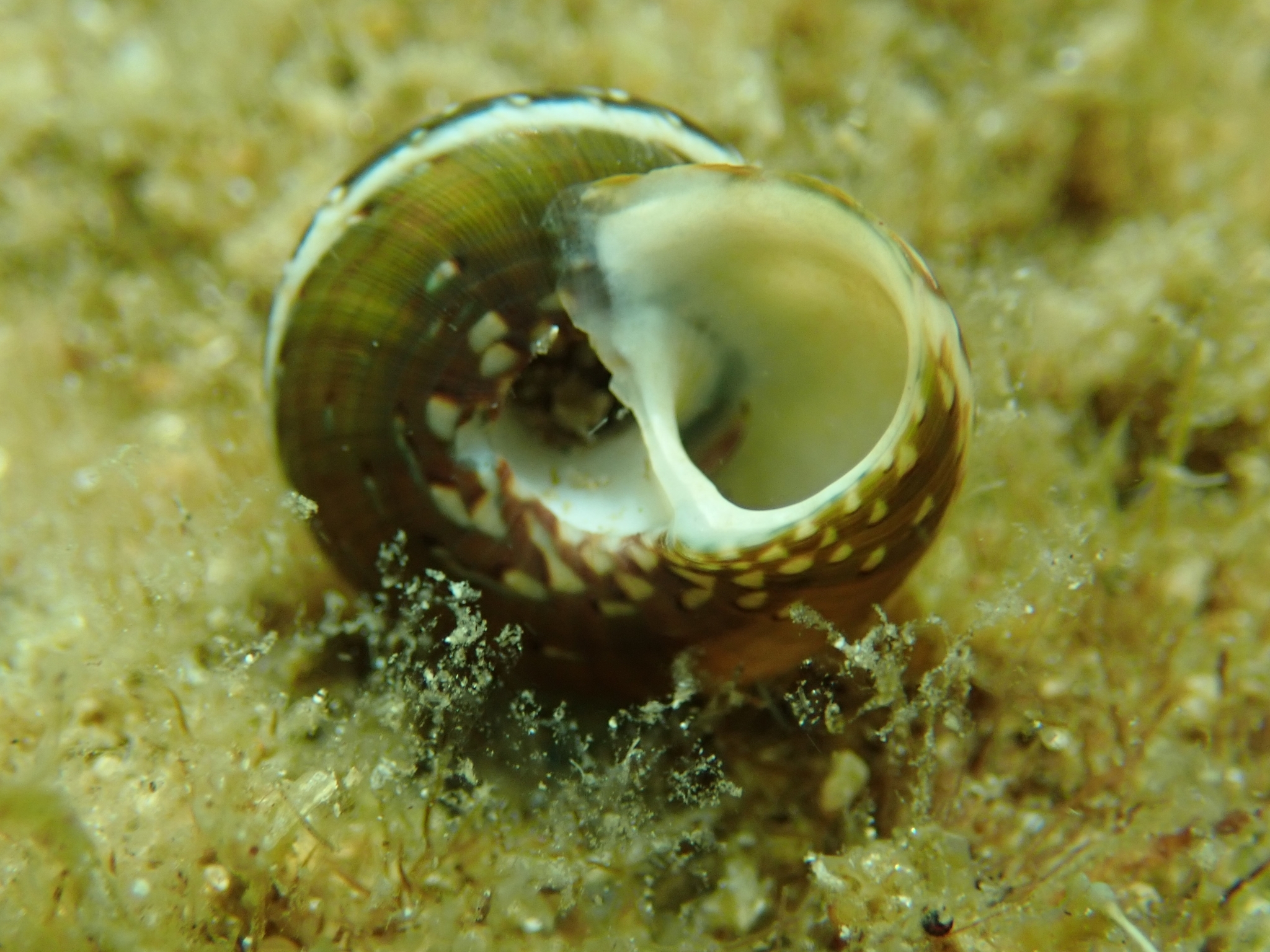 Steromphala umbilicaris (Linnaeus, 1758)