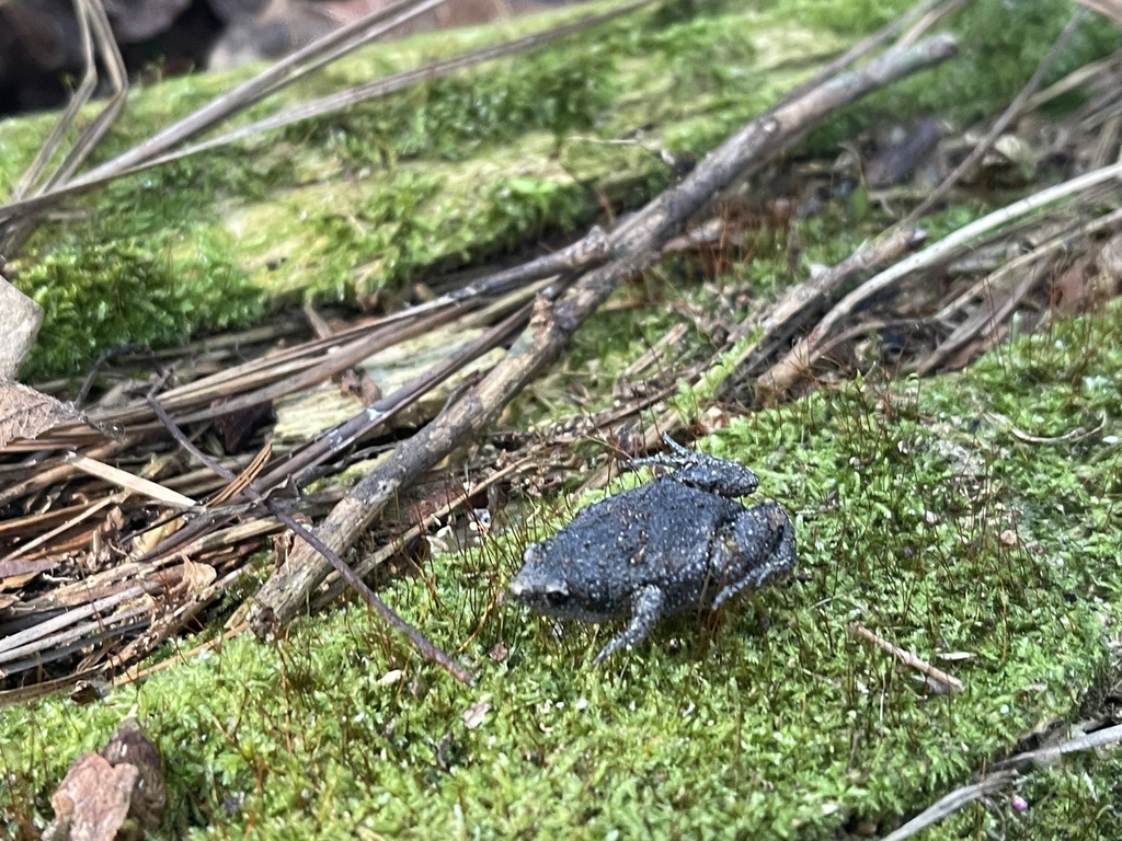 Eastern Narrow-mouthed Toad from Opelika, AL, US on October 01, 2022 at ...