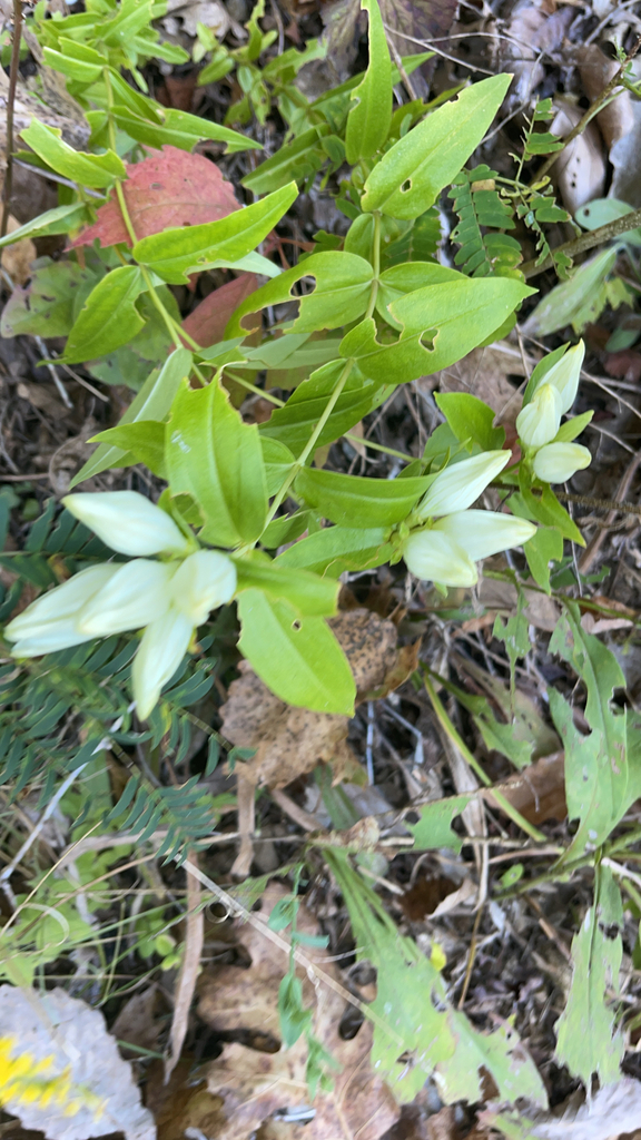 pale gentian from Rogers on October 2, 2022 at 10:37 AM by L. Strovas ...
