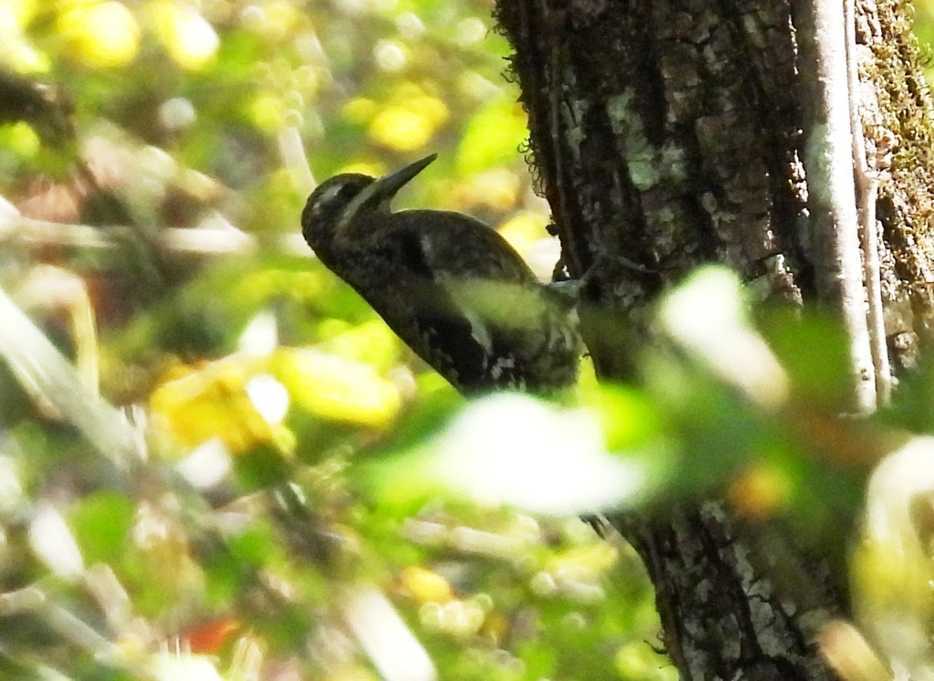 Yellow-bellied Sapsucker from Putnam County, TN, USA on October 02 ...