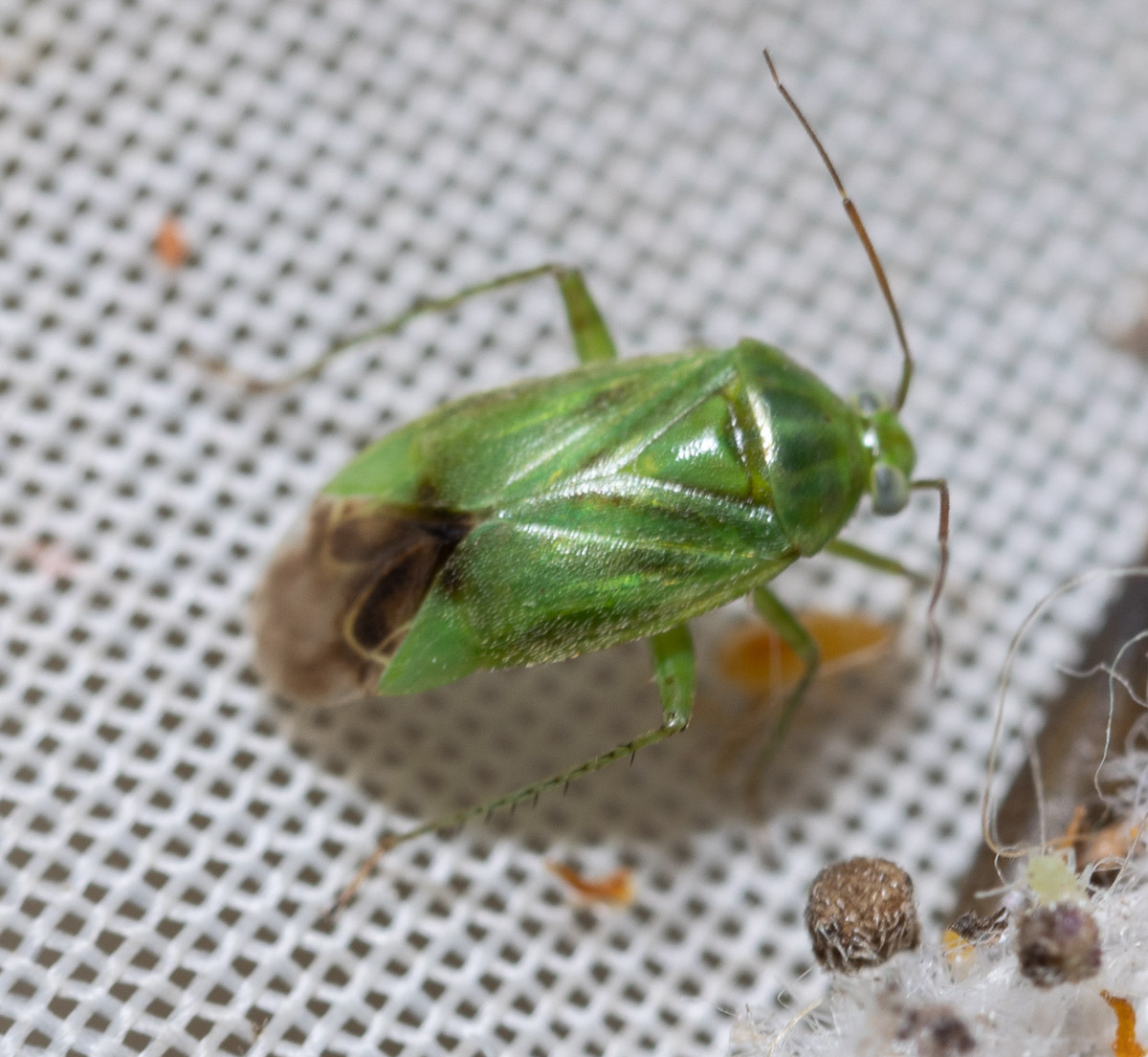 Apolygus lucorum (Meyer-Dur, 1843)