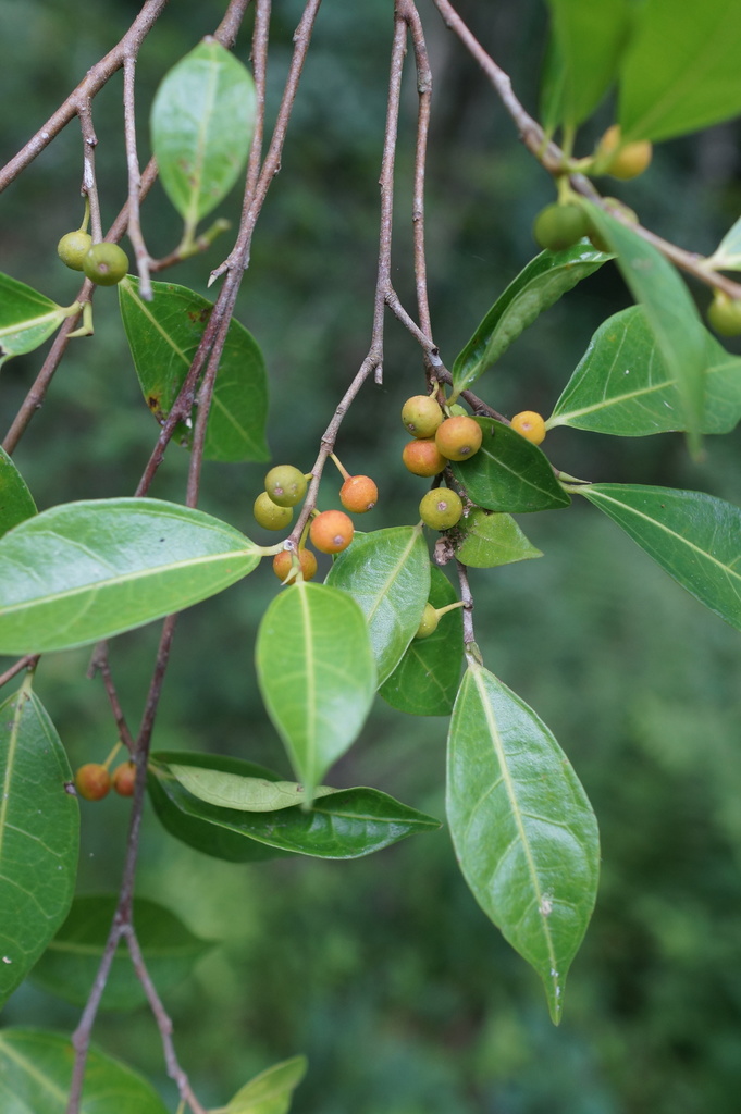 Ficus ampelos from Hualien, TW-TA, TW on August 12, 2018 at 03:27 PM by ...