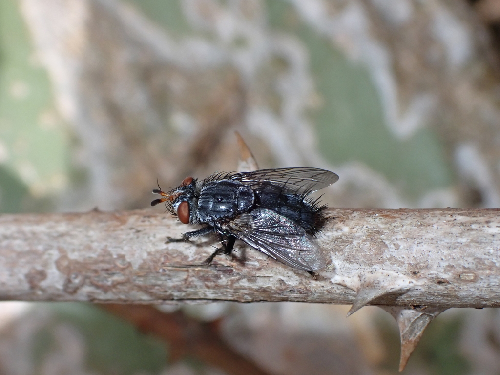 Peleteria ruficornis from Tahodio, Santa Cruz de Tenerife, España on ...