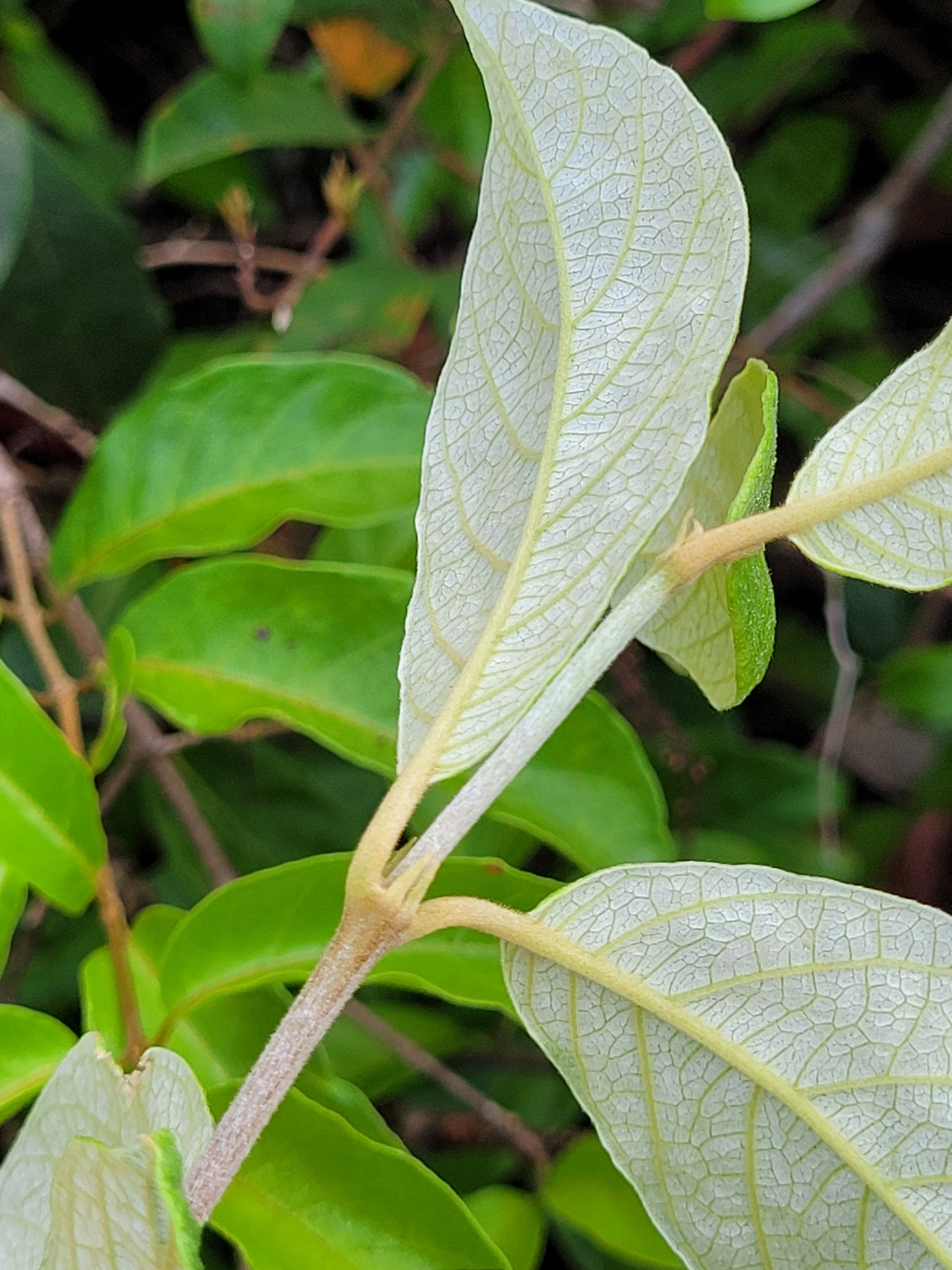 Trigonia villosa Aubl.
