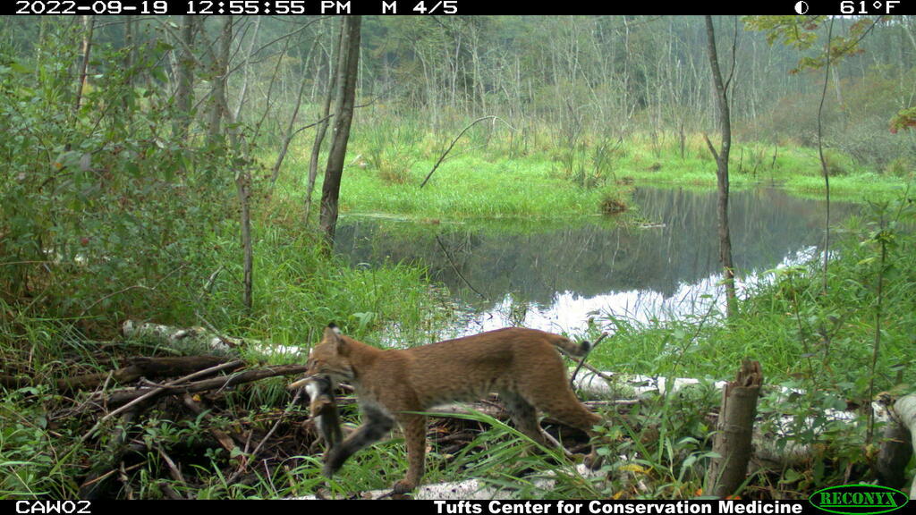 Bobcat in September 2022 by chriswhittier. Camera trap capture of ...