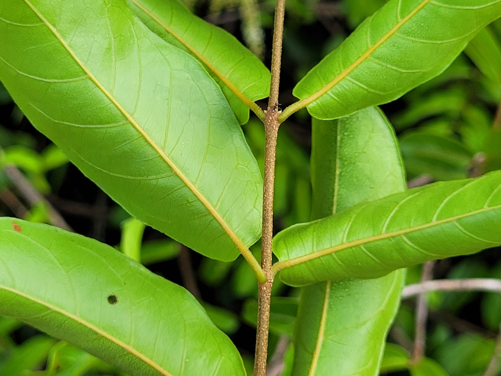 (Trigonia laevis) - Botanical Realm