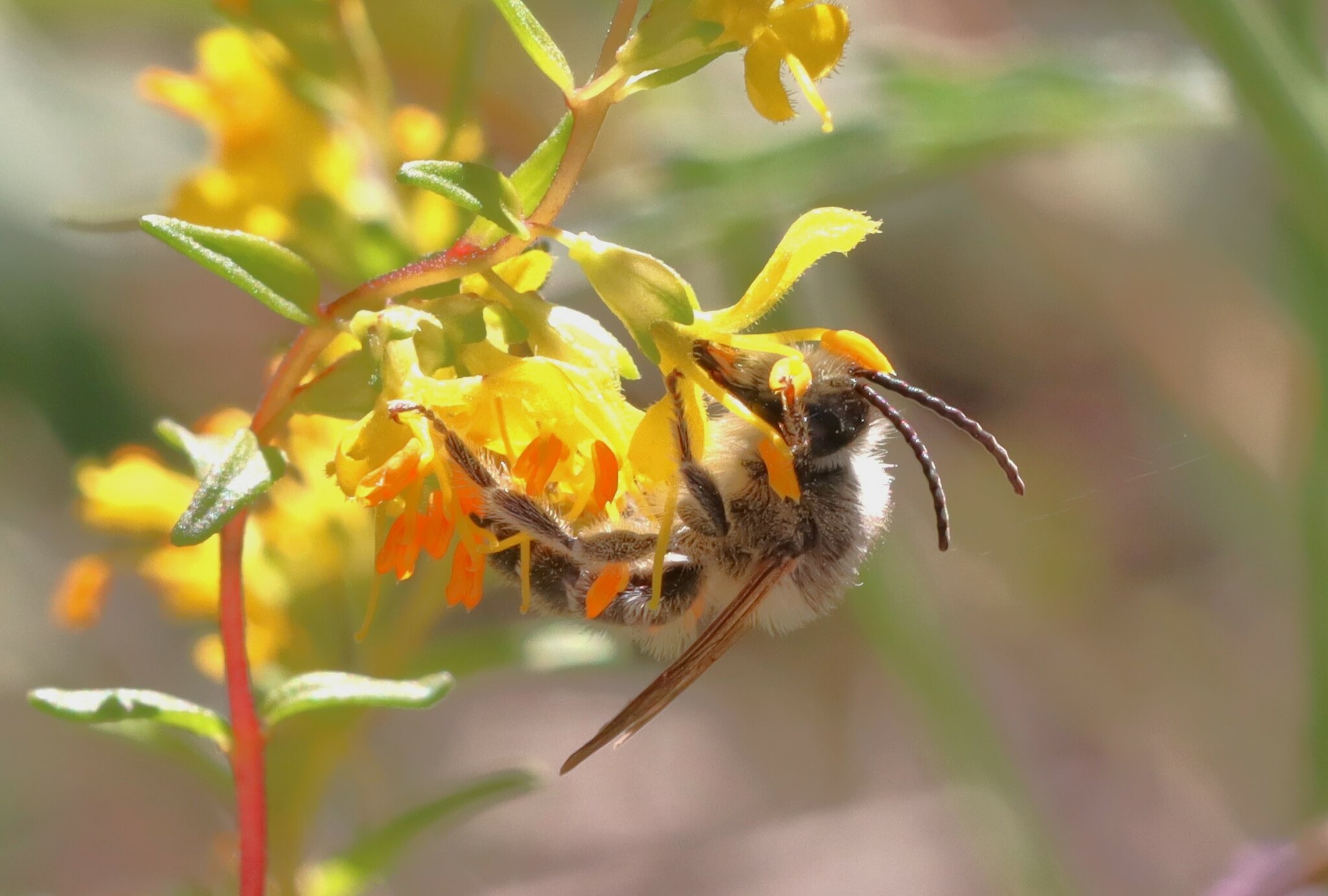 Melitta tricincta Kirby, 1802