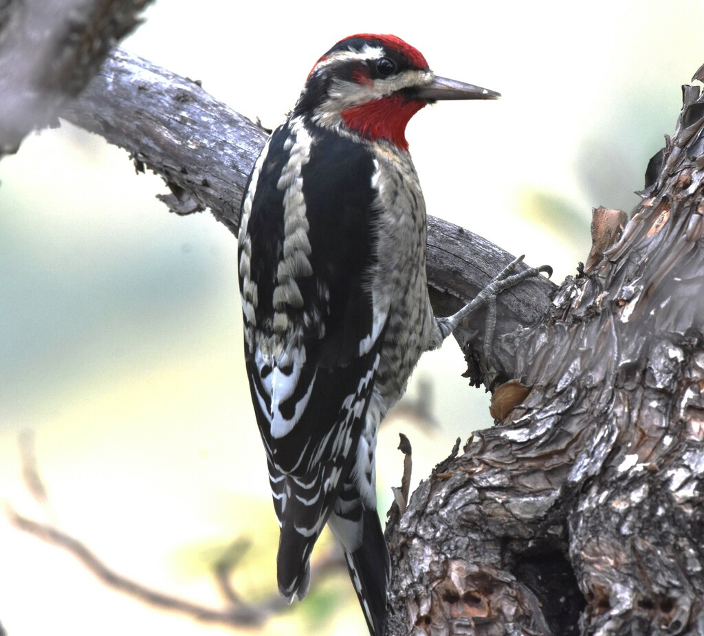 Red-naped Sapsucker from Chihuahua, Mexico on September 29, 2022 at 12: ...