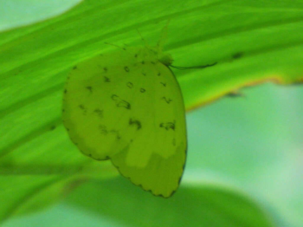 Three-spotted Grass Yellow from Tamhini, Maharashtra, India on October ...