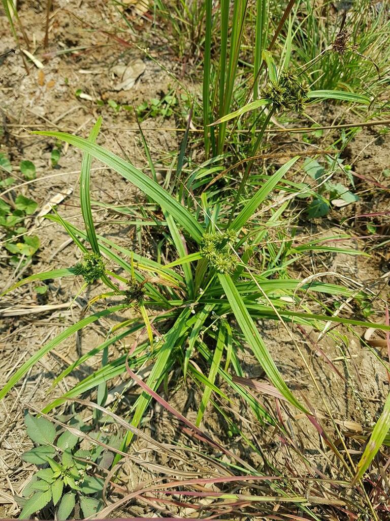 Annual Flat-sedge in October 2022 by Rob Palmer · iNaturalist
