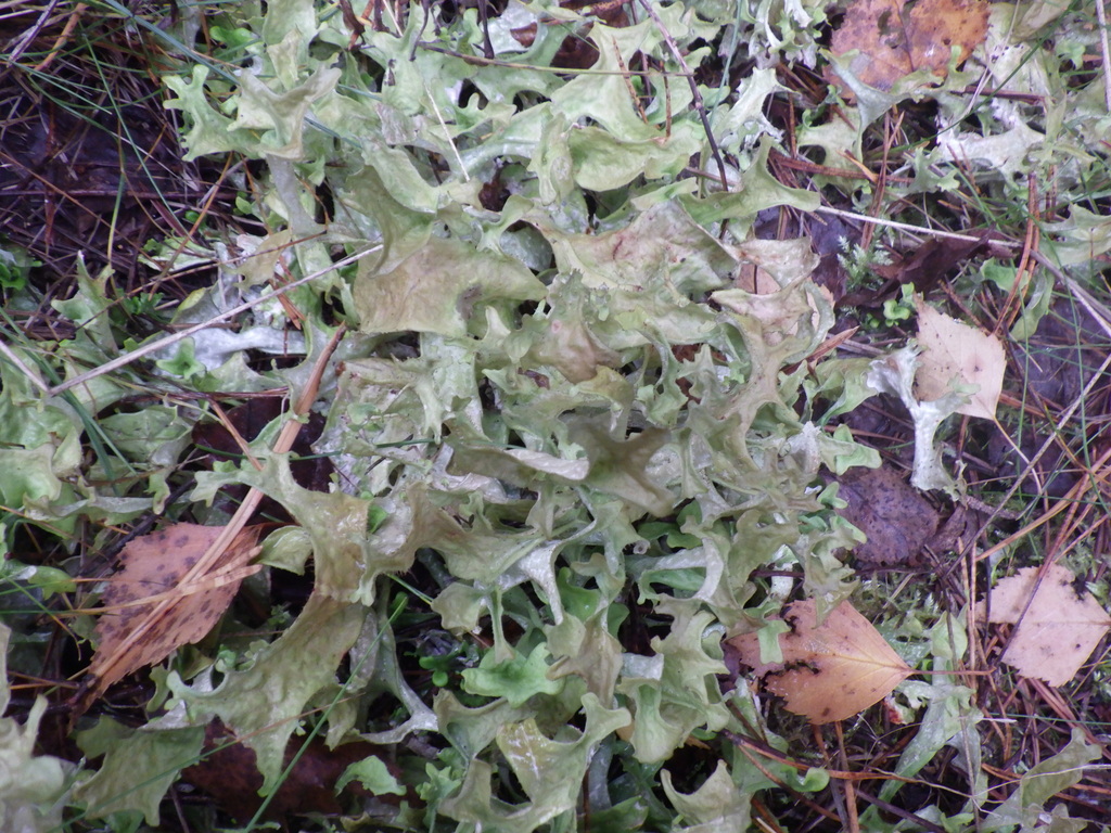 Iceland Lichen from Новгородский р-н, Новгородская обл., Россия on ...