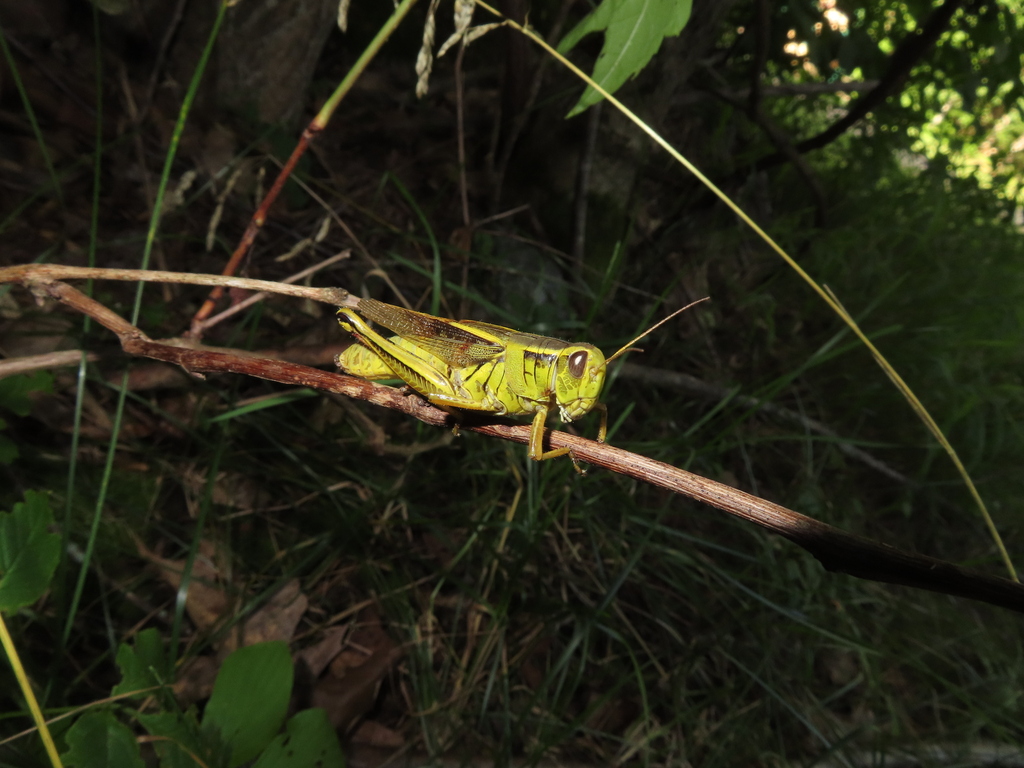North American Spur-throated Grasshoppers from Marinette County, WI ...