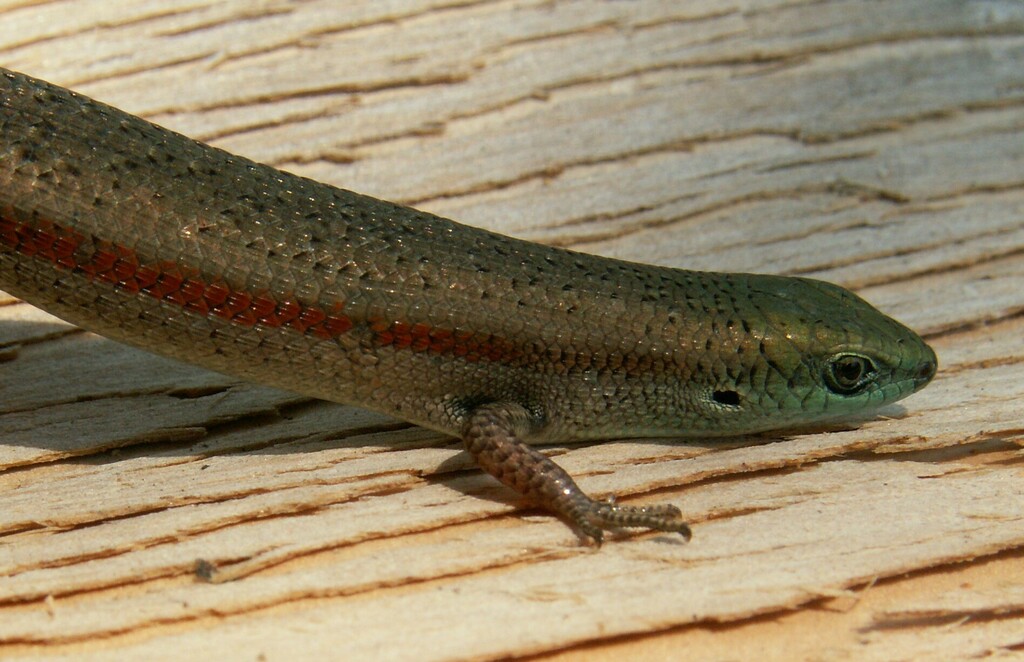 Slender Rainbow-skink from Middle Point NT 0822, Australia on November ...