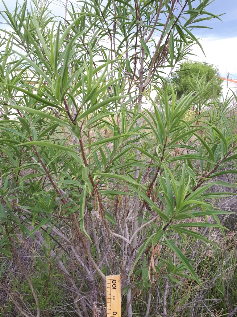 Willow Ragwort from Blvrd de las Haciendas, Querétaro, México on August ...