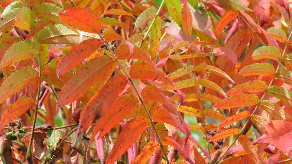 staghorn sumac from Lanark County, ON, Canada on October 1, 2022 at 11: ...